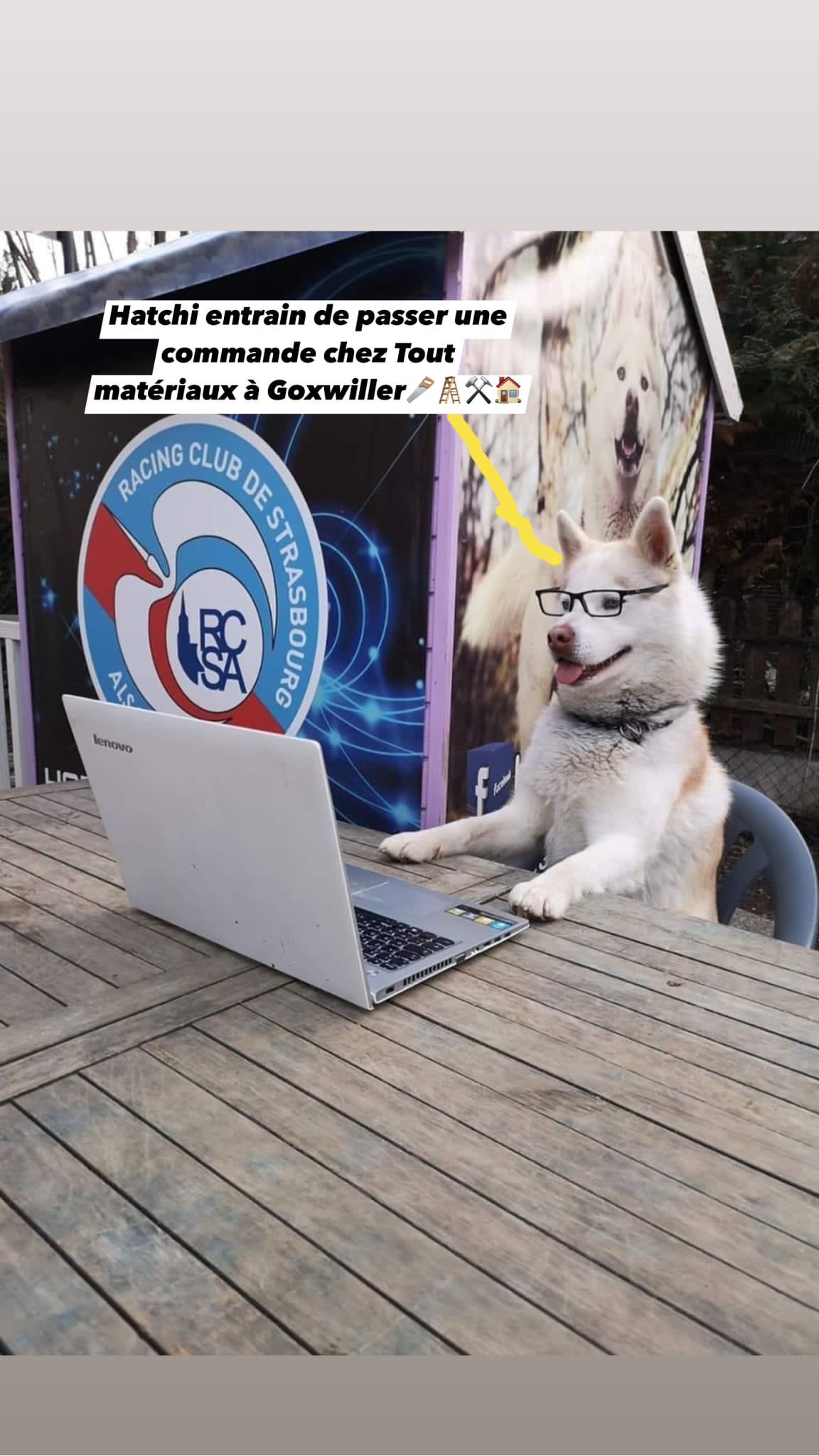 Visite du chien Hatchie, grande star du film avec Richard Gere chez ...