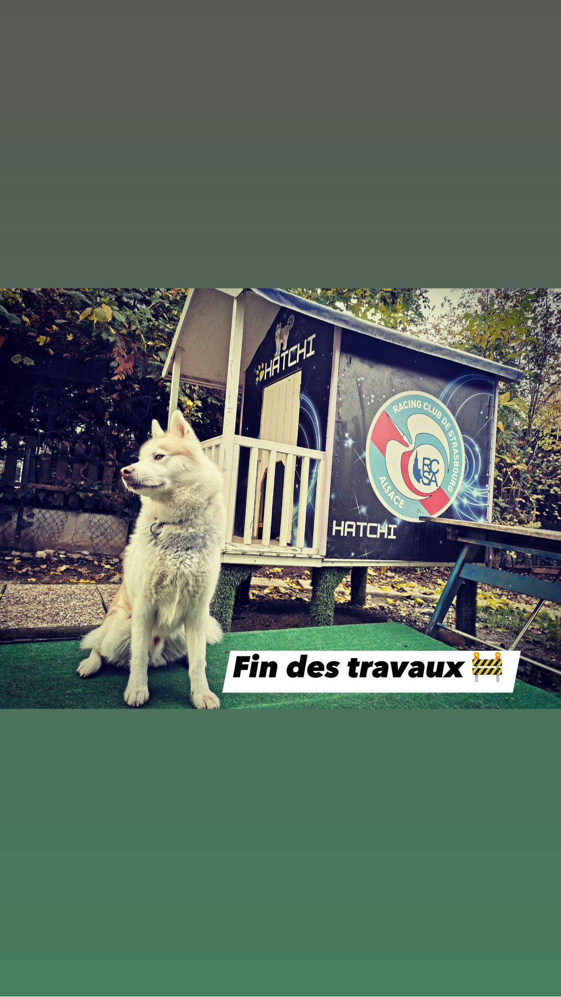 Visite du chien Hatchie, grande star du film avec Richard Gere chez ...